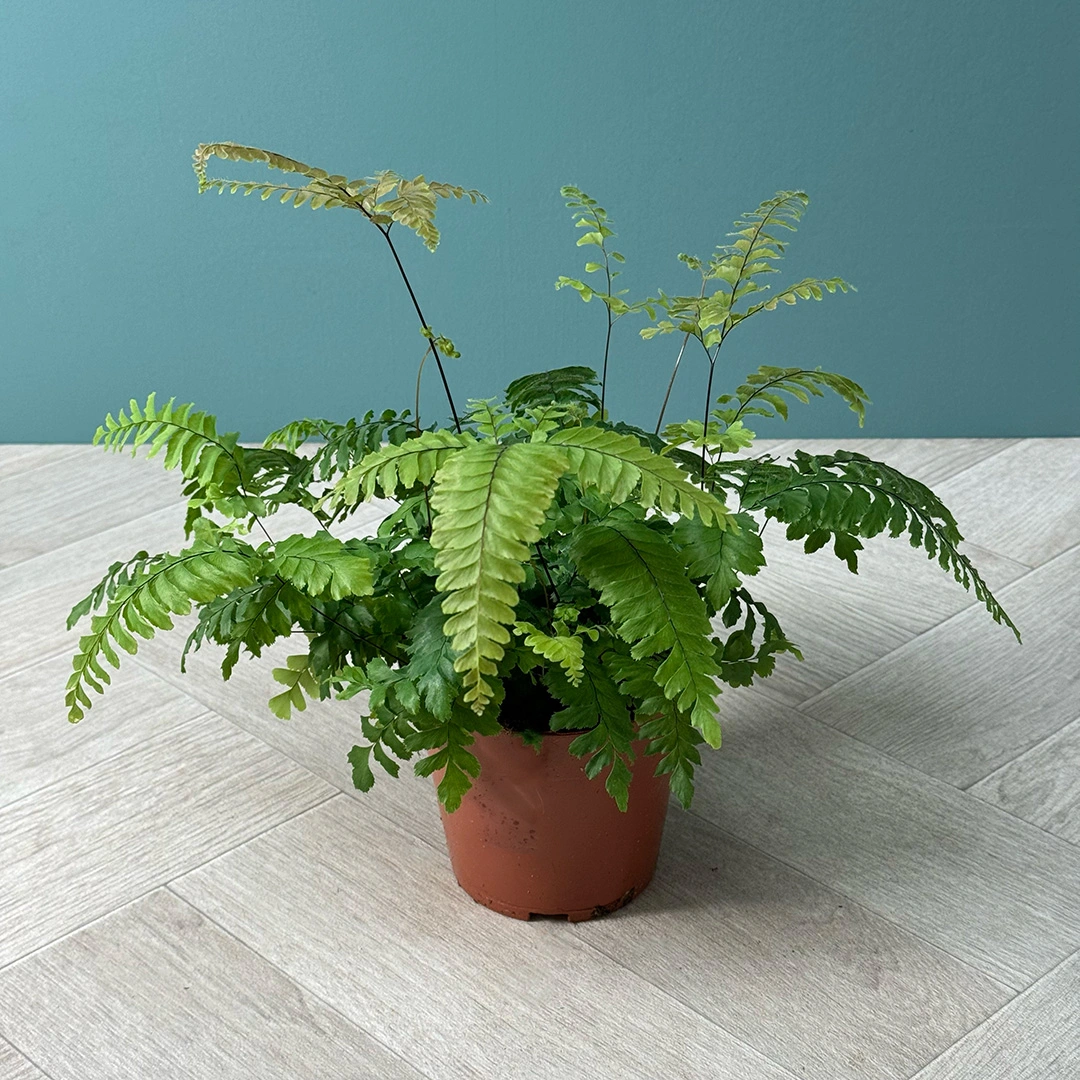 Adiantum 'Bronze Venus' (Pot Size 12cm) - The Boma Garden Centre