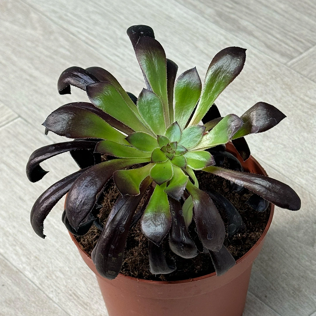 Aeonium Schwartzkopf (Pot Size 12cm) Black Rose - The Boma Garden Centre