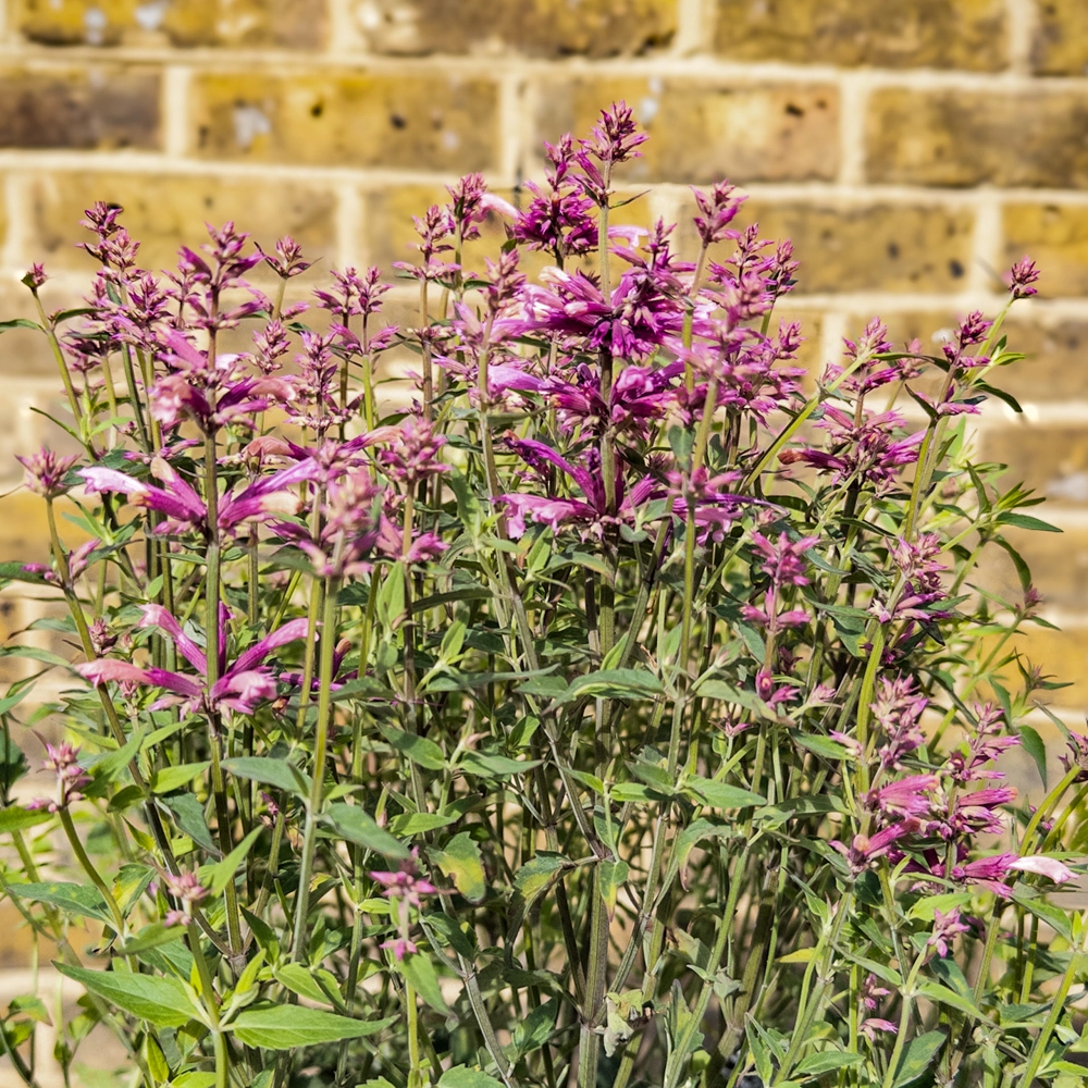 Agastache ‘Rosie Posie’ (Pot Size 3L) Rosie Posie Hyssop - The Boma ...
