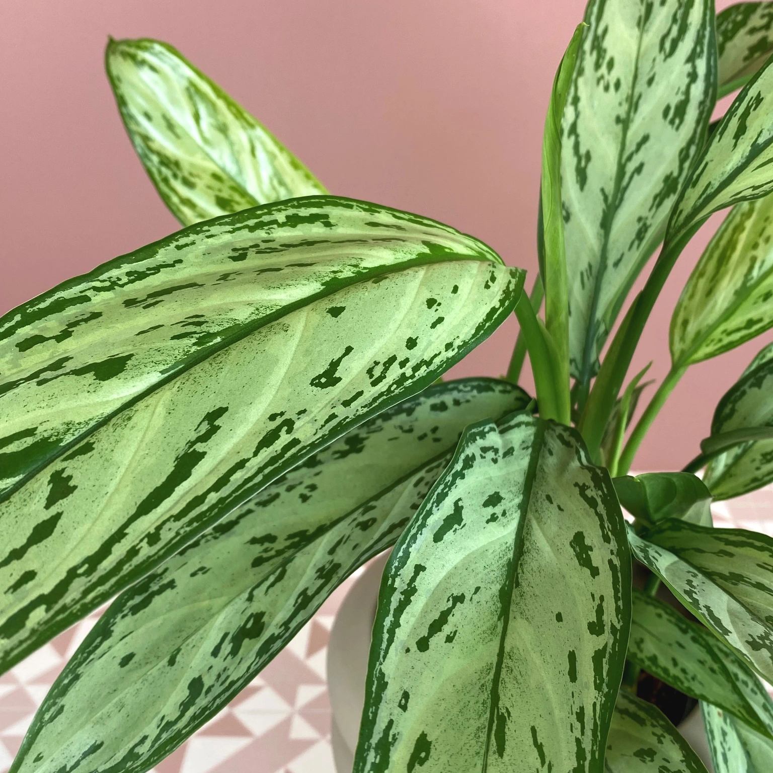 Aglaonema commutatum 'Silver Queen' (Pot Size 12cm) Chinese Evergreen ...