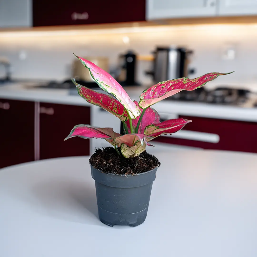 Aglaonema 'Red Joy' (Pot Size 12cm) Chinese evergreen - The Boma Garden ...
