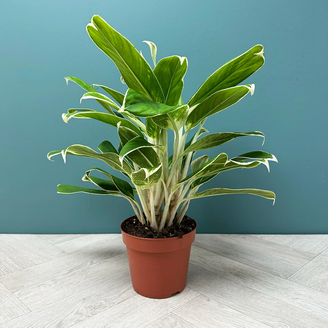 Aglaonema 'White Lime' (Pot Size 17cm) Chinese Evergreen - The Boma ...