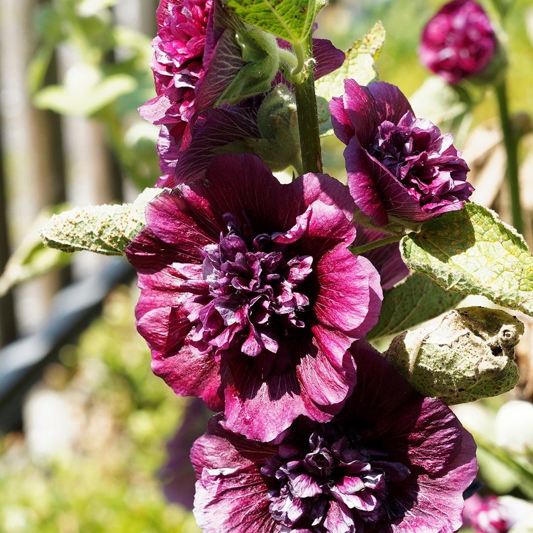 Alcea rosea Hollyhock 'Double Scarlet' (Pot Size 1L) Perennial - The ...