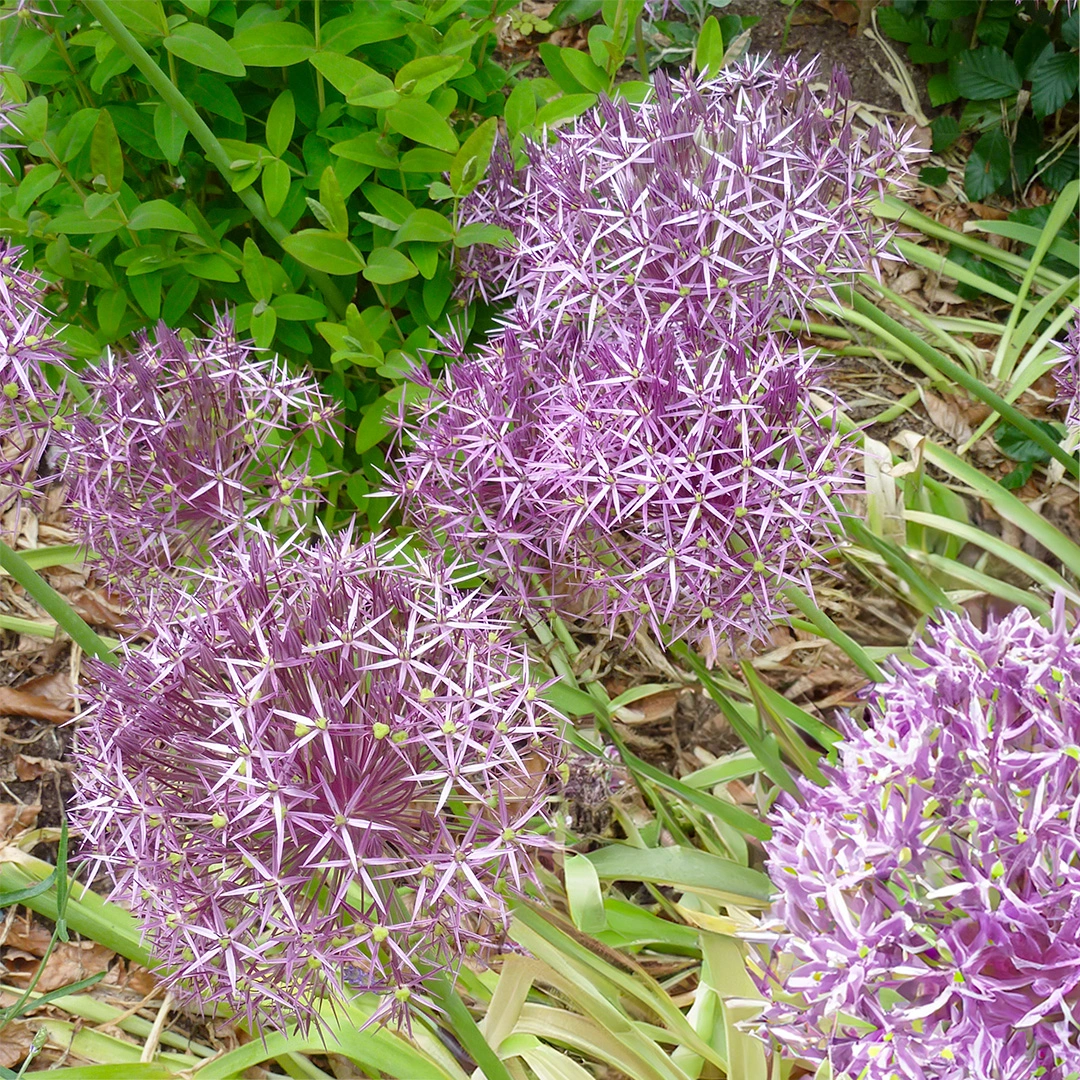 Allium Christophii (Pot Size 1L) Bulbs in Pots - The Boma Garden Centre