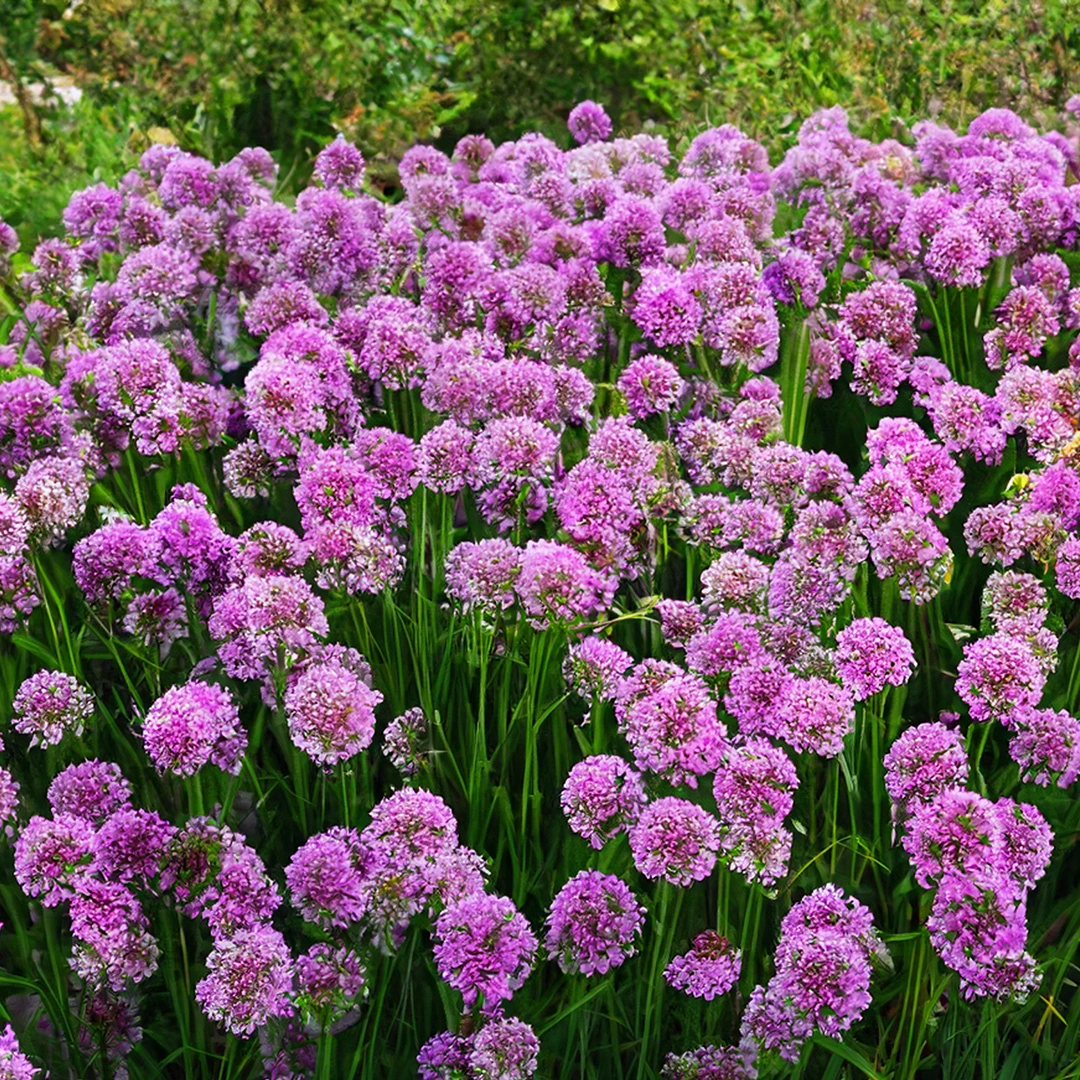 Allium ‘Millenium’ (Pot Size 2L) Ornamental Onion - The Boma Garden Centre