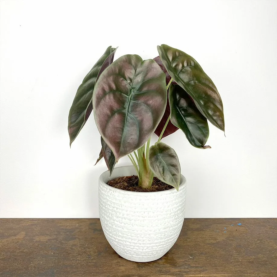 Alocasia cuprea 'Red Secret' (Pot Size 12cm) - The Boma Garden Centre