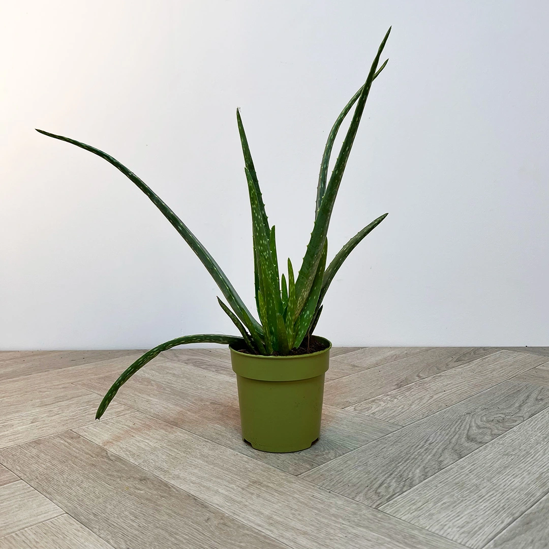 Aloe Barbadensis Miller (Pot Size 12cm) Aloe Vera - The Boma Garden Centre