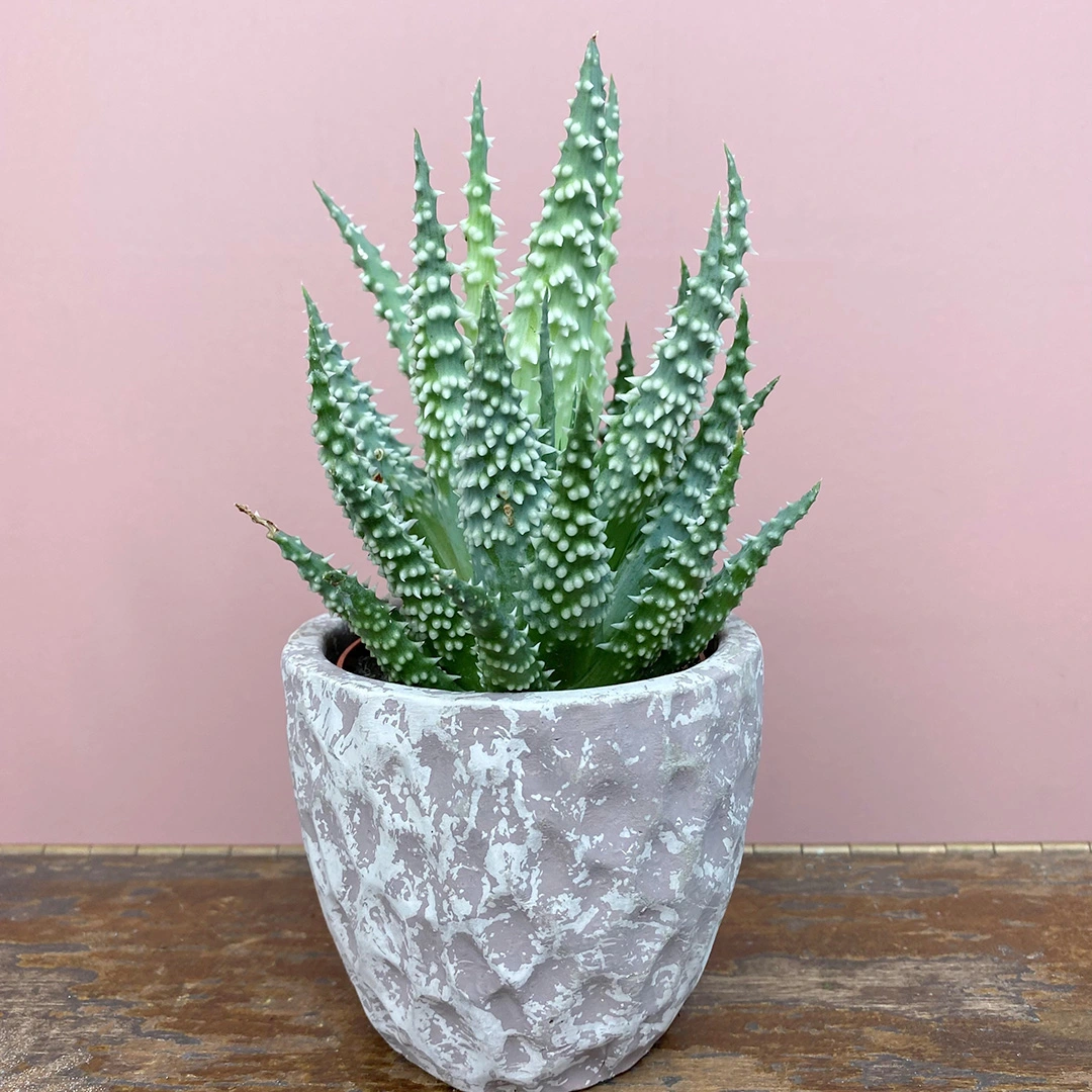 Aloe humilis (Pot Size 7cm) Spider Aloe - The Boma Garden Centre