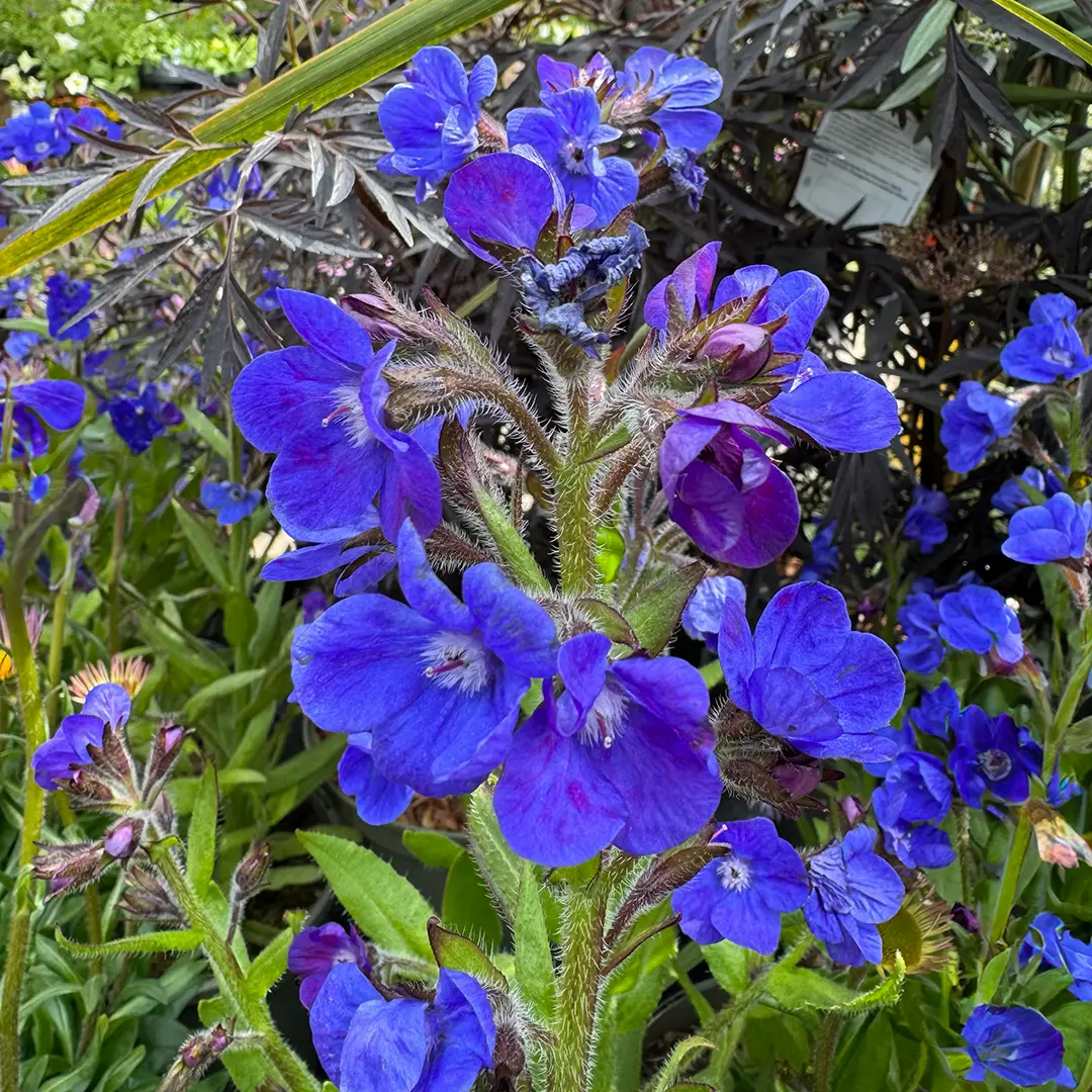 Anchusa azurea 'Loddon Royalist' (Pot Size 3L) Loddon Royalist Italian ...