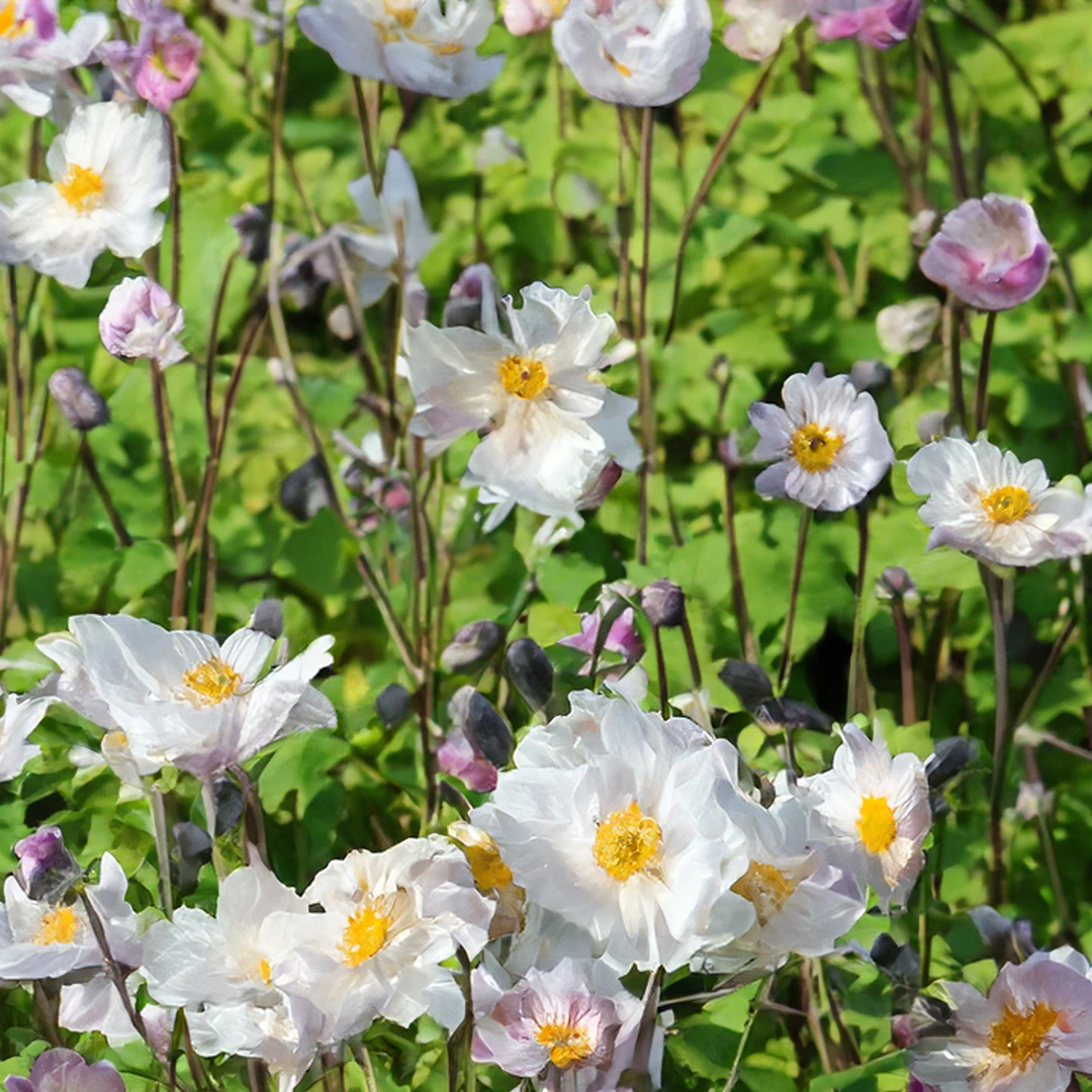 Anemone 'Frilly Knickers' (Pot Size 3L) Anemone - The Boma Garden Centre