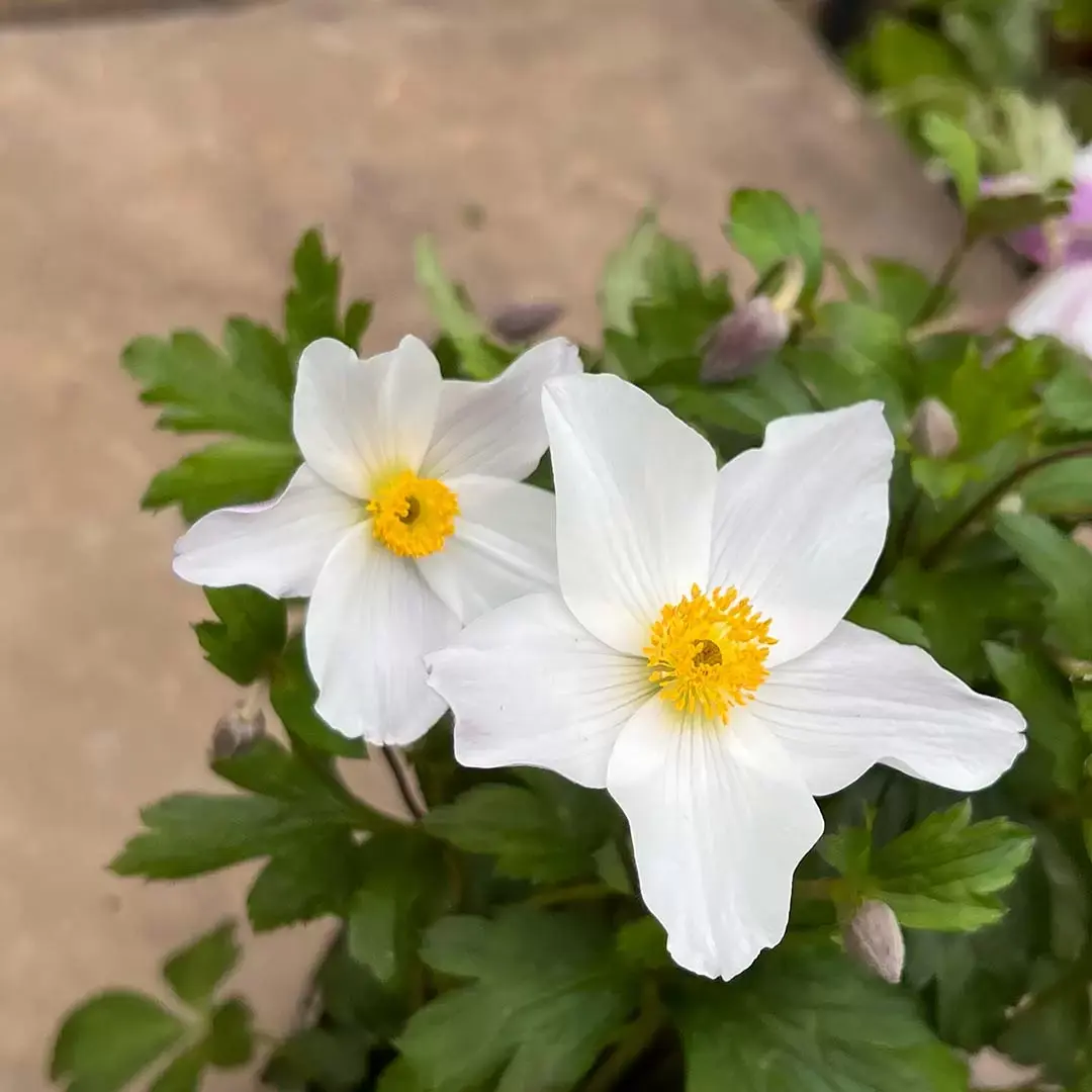 Anemone MaCane (3L) Japanese Anemone - The Boma Garden Centre