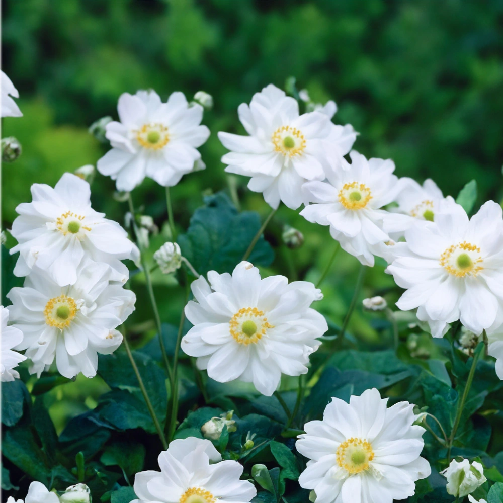 Anemone 'Whirlwind' (Pot Size 2L) Anemone - The Boma Garden Centre
