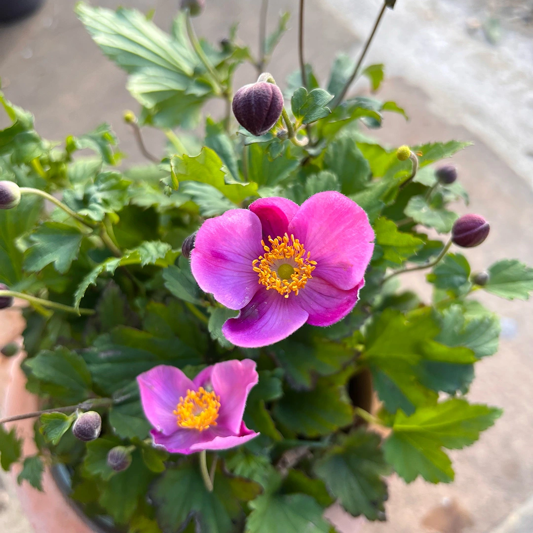 Anemone x hybrida 'Serenade' (17cm) Japanese Anemone - The Boma Garden ...