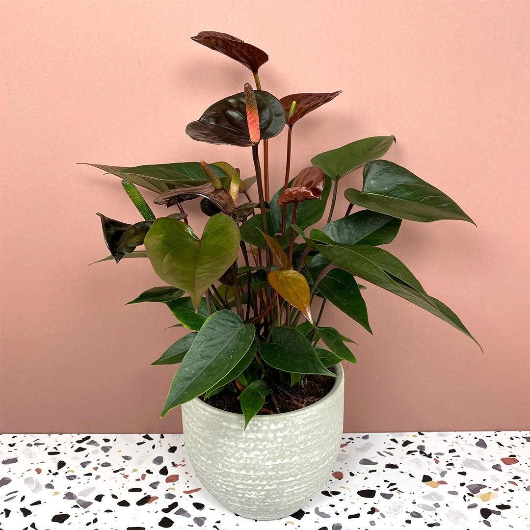 Anthurium andraeanum 'Karma Black' (Pot Size 12cm) Black Flamingo ...