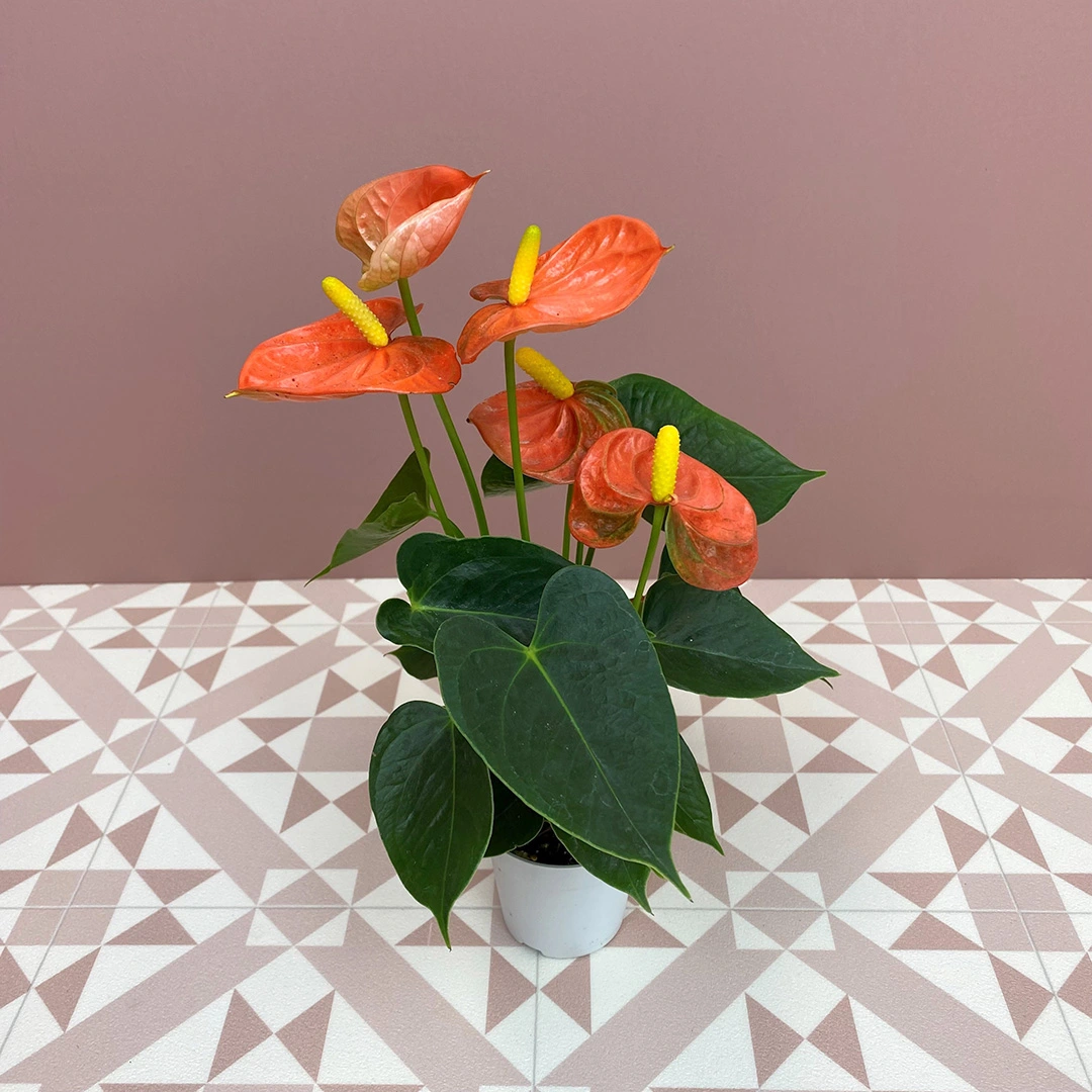 Anthurium andraeanum 'Orange Champion' (Pot Size 7cm) Flamingo Flower ...
