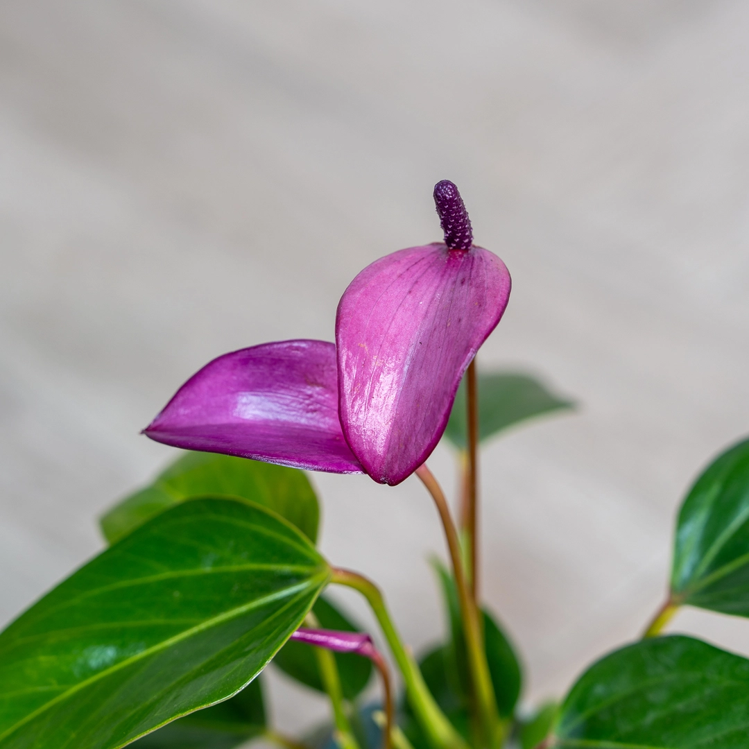 Anthurium andraeanum 'Royal Zizou Purple' (Pot Size 7cm) Flamingo ...