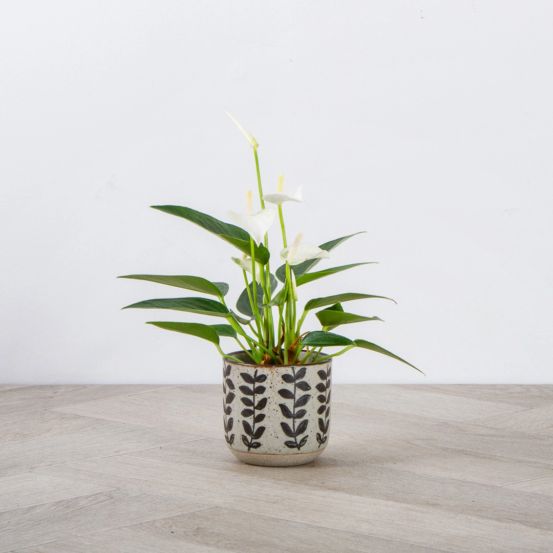 Anthurium andraeanum 'White Champion' (Pot Size 7cm) Flamingo Flower ...