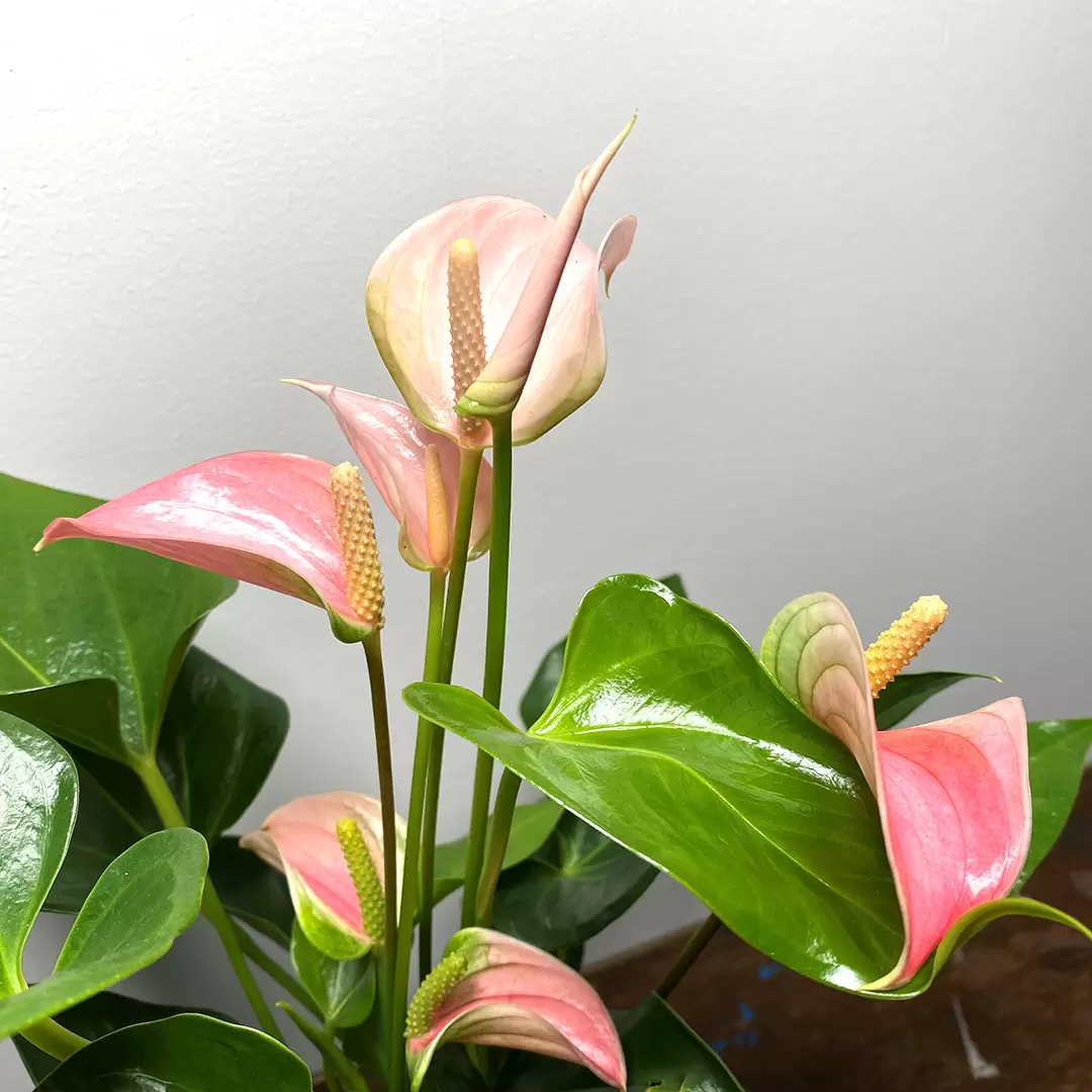 Anthurium andreanum 'Joli Peach' (Pot Size 9cm) Flamingo Flower - The ...