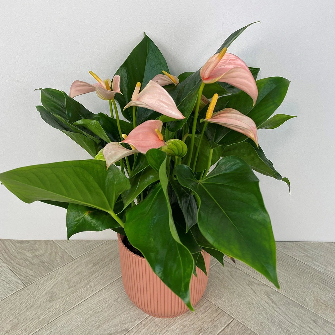Anthurium andreanum 'Joli Peach' (Pot Size 12cm) Flamingo Flower - The ...