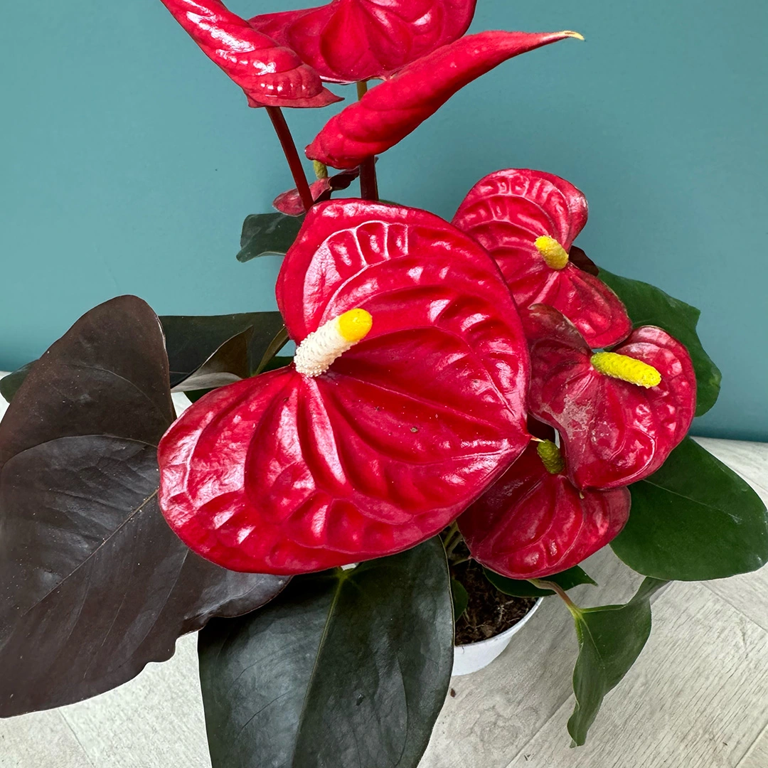 Anthurium 'Coral Champion' (Pot Size 12cm) Flamingo Flower - The Boma ...