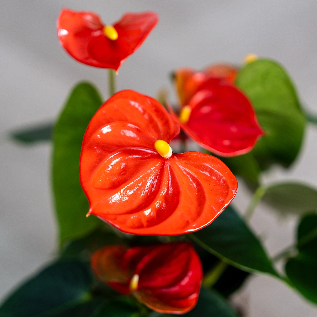 Anthurium 'Royal Orange Champion' (Pot Size 12cm) Flamingo Flower - The ...