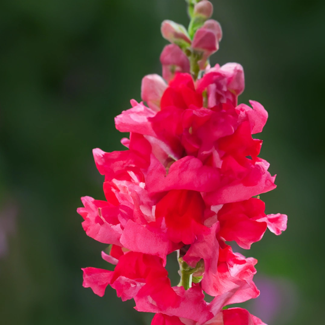 Antirrhinum 'Sonnet Crimson' (Pot Siz 2L) Snapdragon - The Boma Garden ...