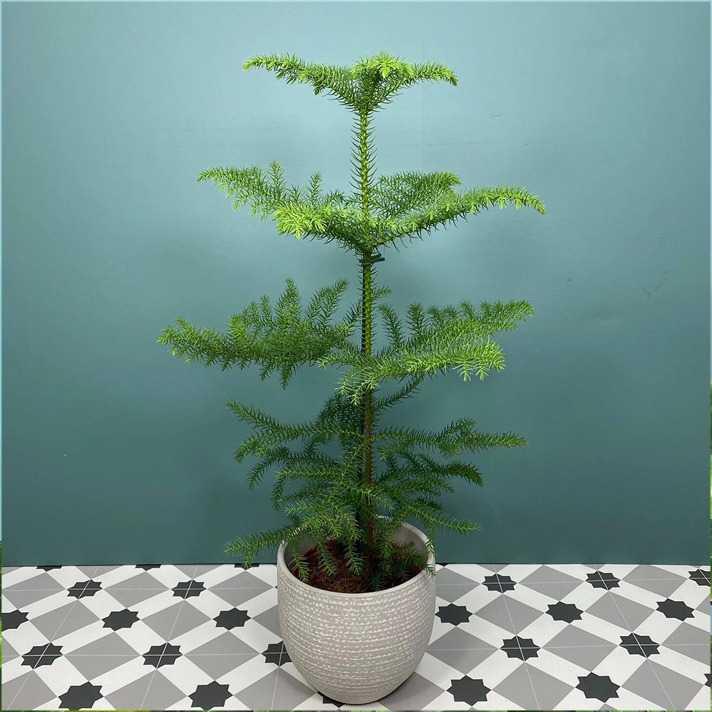 Araucaria heterophylla (Pot Size 17cm) Norfolk island pine - The Boma ...