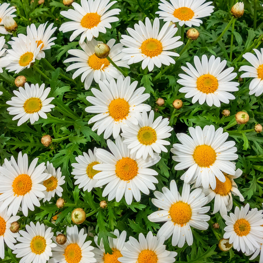 Argyranthemum frutescens (Pot Size 18cm) Marguerite Daisy - The Boma ...