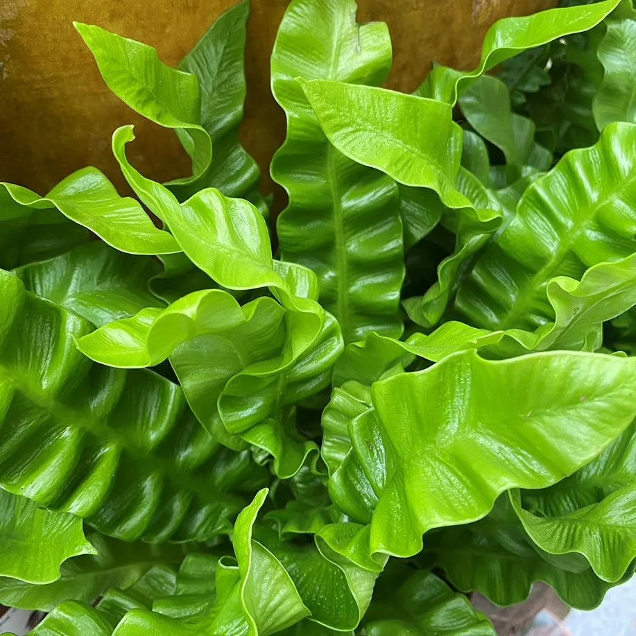 Asplenium nidus 'Crispy Wave' (Pot Size 12cm) Crispy wave fern - The ...