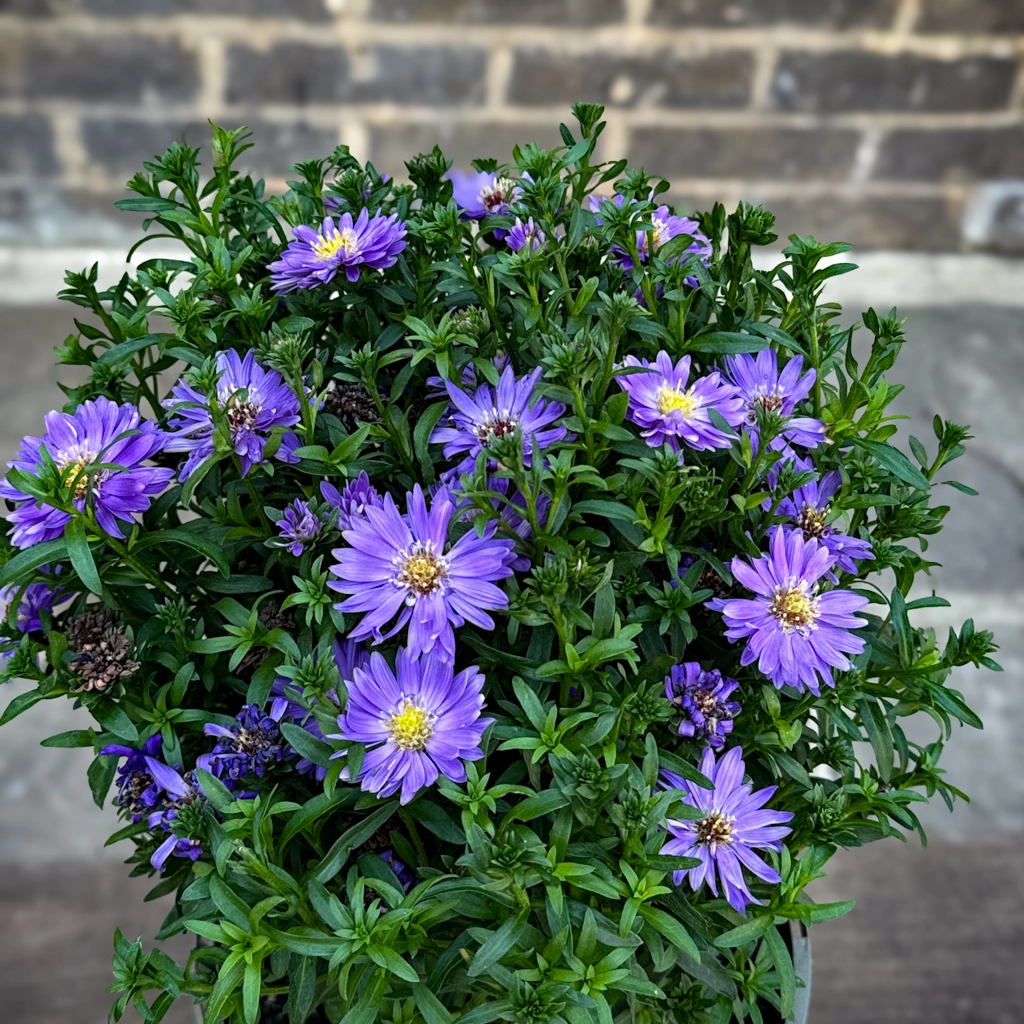 Aster ‘Alpha Dark Purple Space’ (Pot Size 2L) - The Boma Garden Centre
