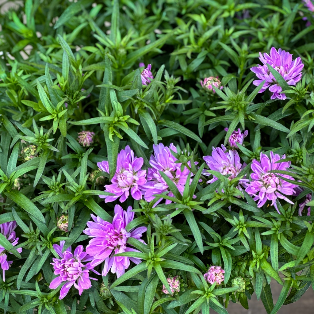 Aster ‘Rose Crystal’ (Pot Size 2L) - The Boma Garden Centre