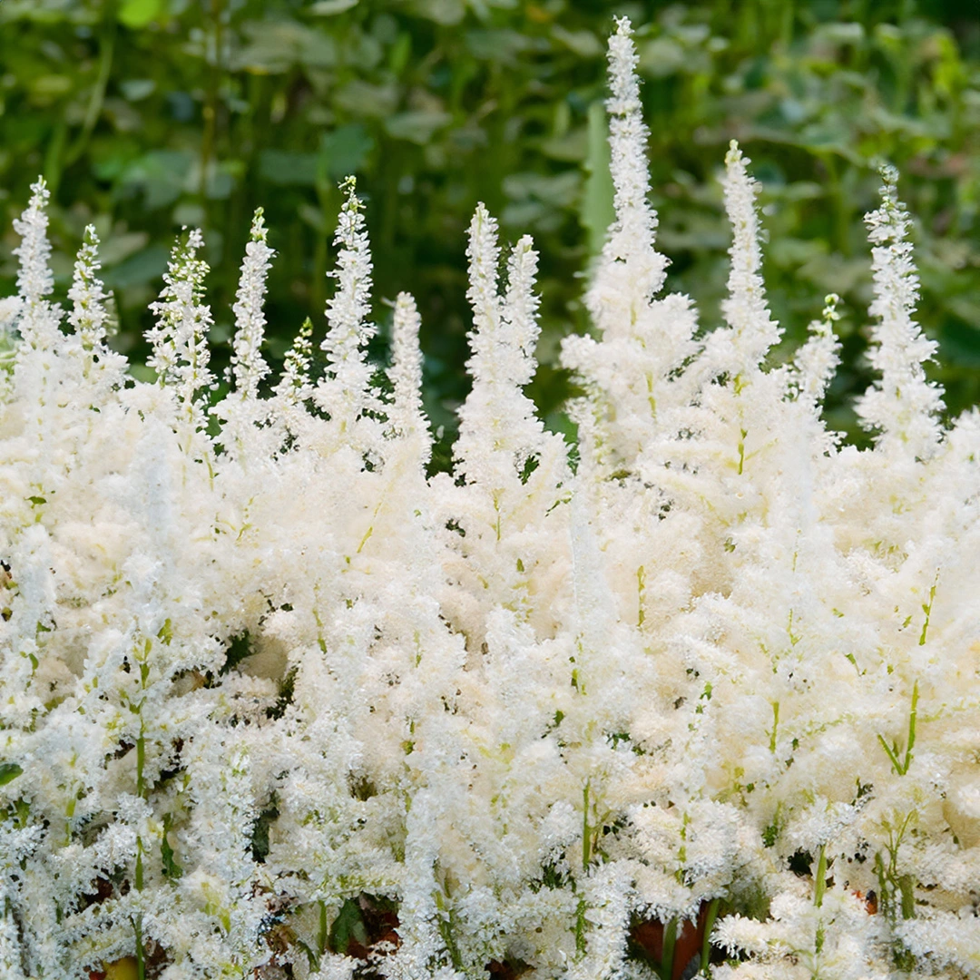 Astilbe ‘White’ (Pot Size 2L) White Astilbe - The Boma Garden Centre