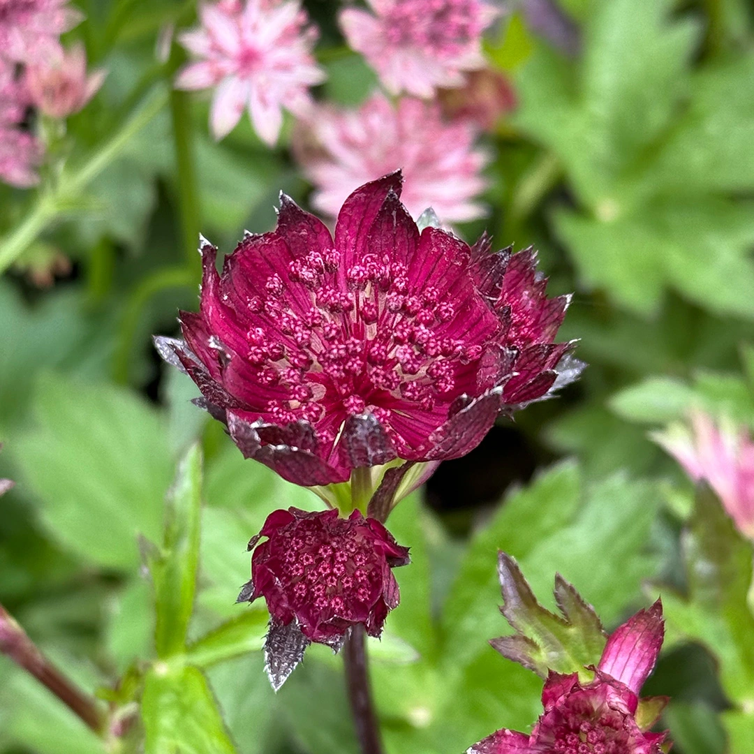 Astrantia major ‘Sparkling Stars Pink’ (Pot Size 3L) - The Boma Garden ...