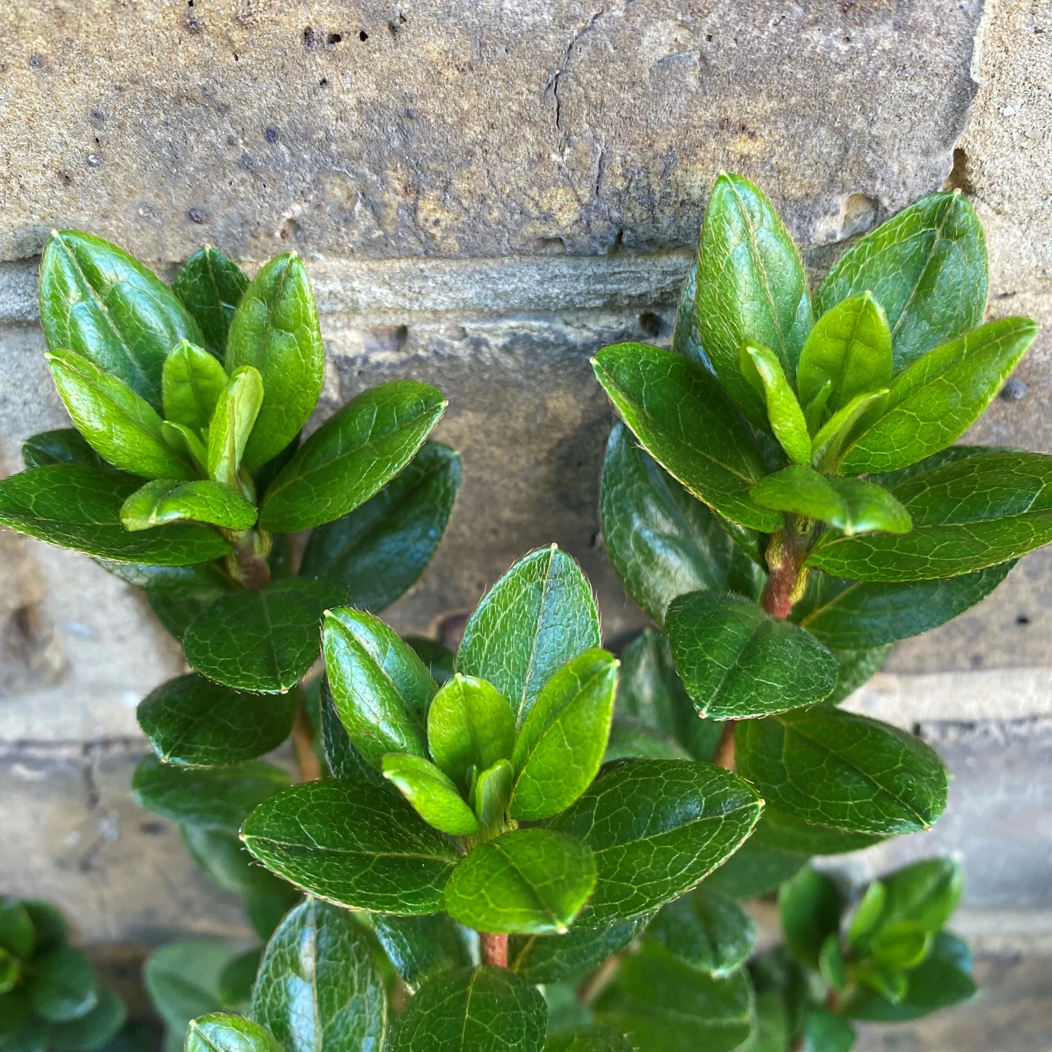 Azalea Evergreen 'Magic Flute' (Pot Size 3L) Azalea - The Boma Garden ...