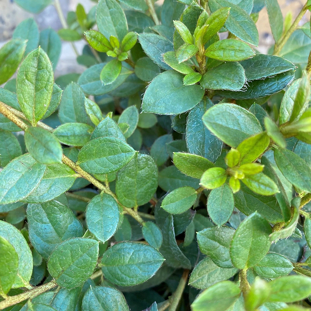 Azalea Evergreen Wombat (Pot Size 3L) Azalea - The Boma Garden Centre