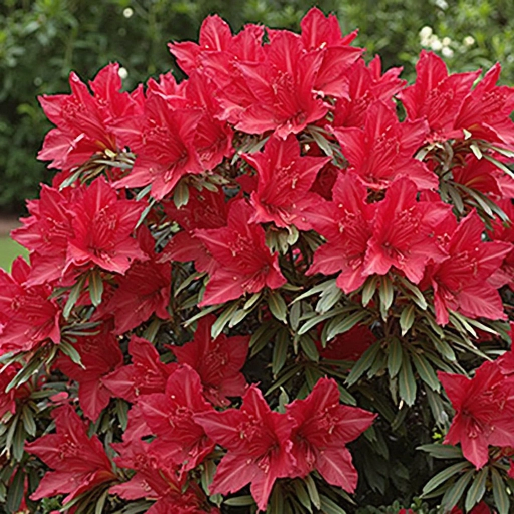 Azalea ‘Florida' (Pot Size 3L) - The Boma Garden Centre
