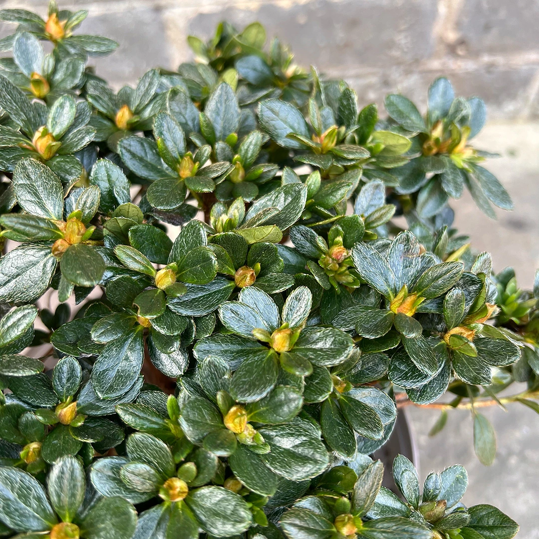 Azalea 'Geisha Purple' (Pot Size 3ltr) Evergreen Azalea - The Boma ...