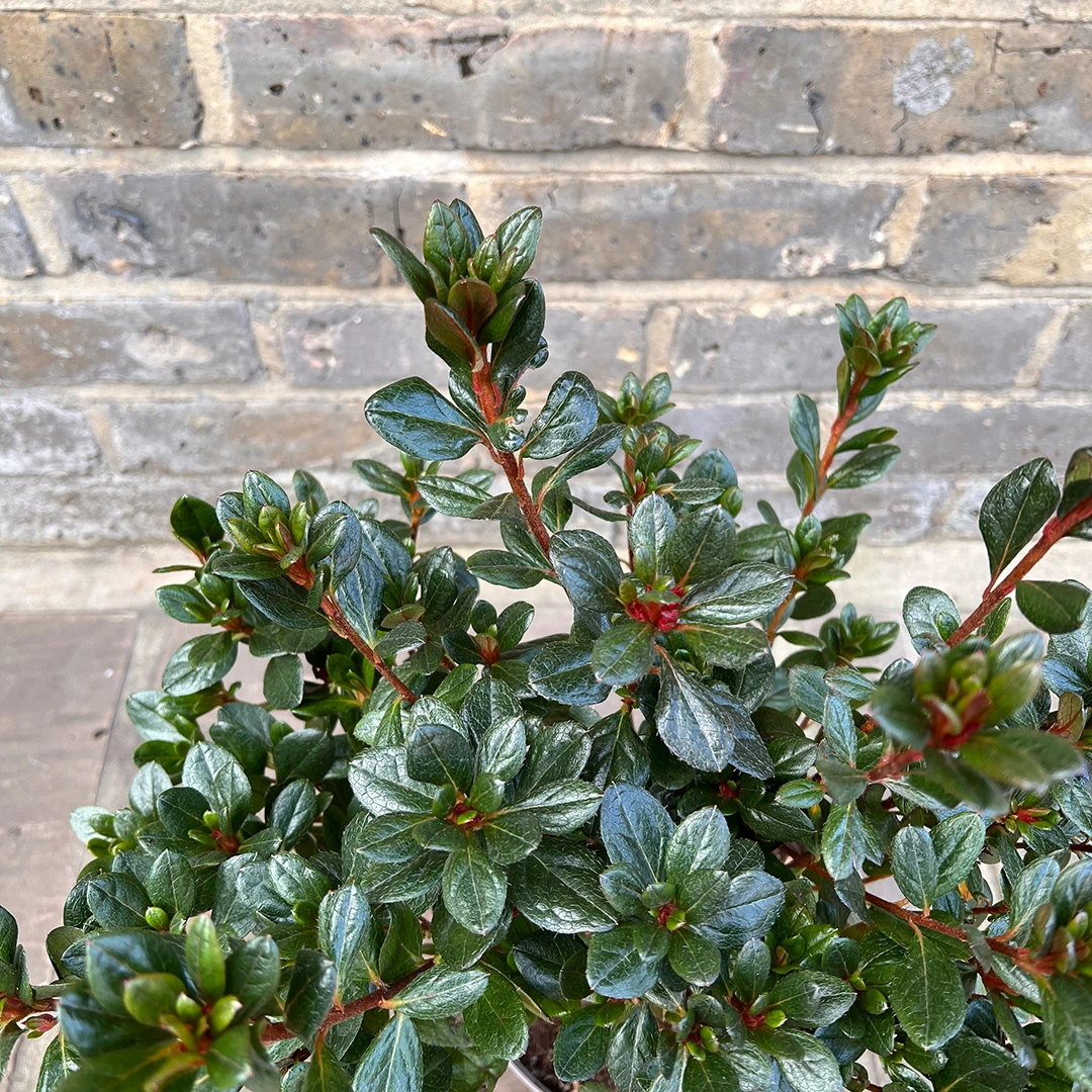 Azalea 'Johanna' (Pot Size 3ltr) Evergreen Azalea - The Boma Garden Centre