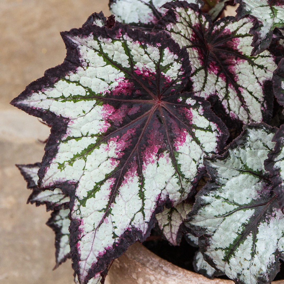 Begonia 'Bewitched Night Owl' (2L) - The Boma Garden Centre