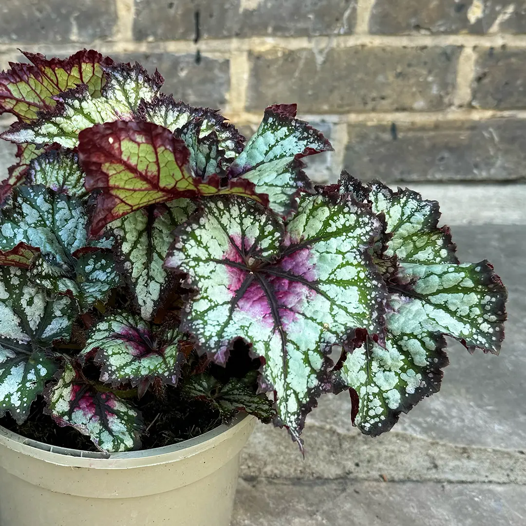Begonia ‘Curly Cherry Mint’ (2L) - The Boma Garden Centre