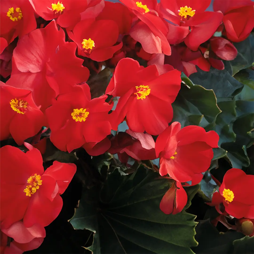 Begonia Dreams Garden 'MacaRouge' (Pot Size 1L) - The Boma Garden Centre