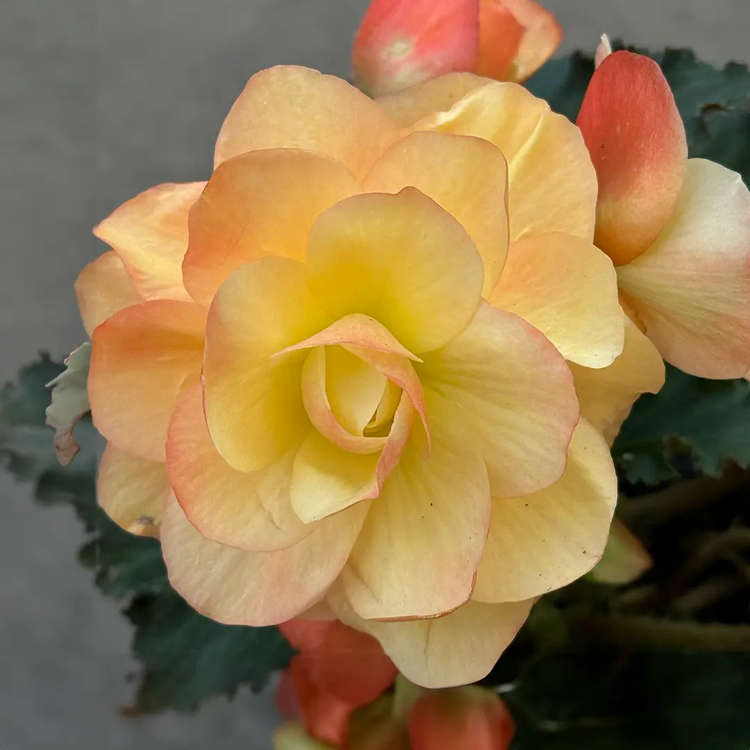 Begonia 'Frag Falls Peach' (Pot Size 12cm) - The Boma Garden Centre