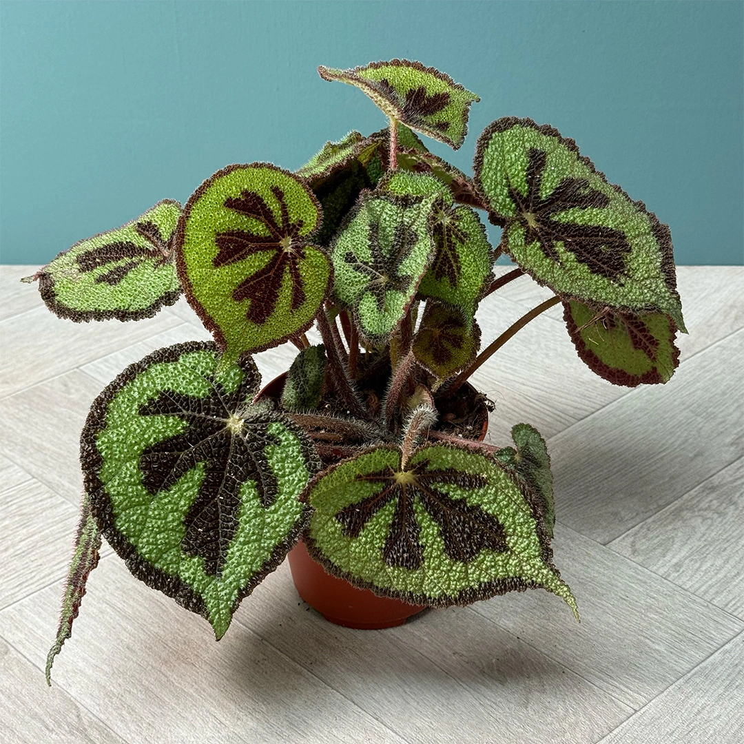 Begonia Masoniana (Pot Size 12cm) Iron Cross Begonia - The Boma Garden ...