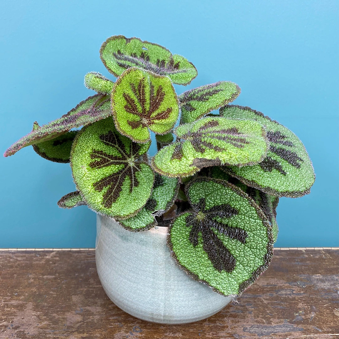 Begonia massoniana 'Rock' (Pot Size 12cm) Iron cross Begonia - The Boma ...