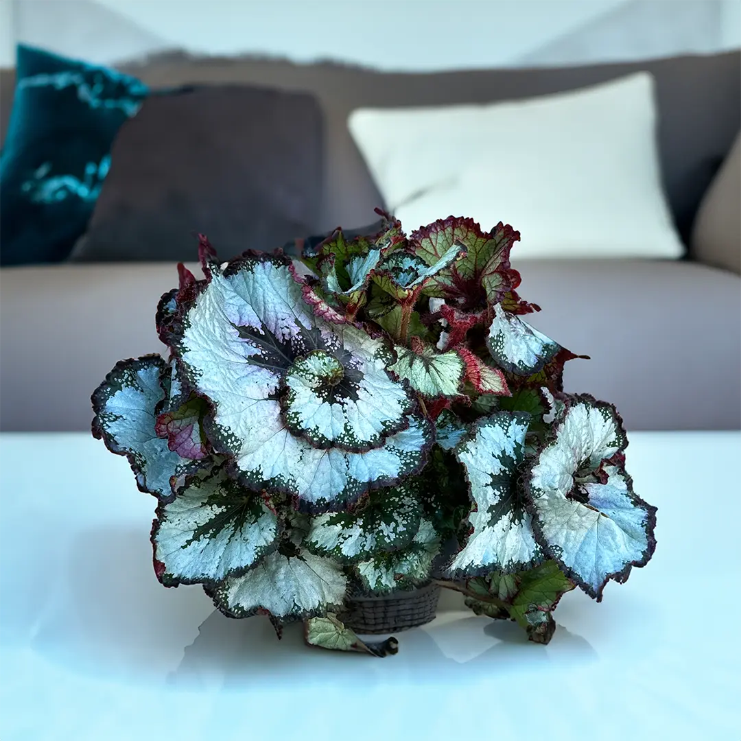 Begonia Rex 'Escargot' (Pot Size 12cm) - The Boma Garden Centre