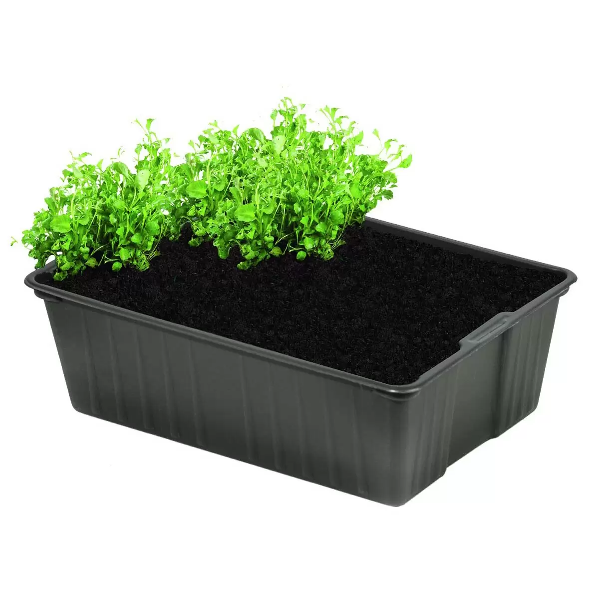 Bio Base Mini Tray 5 pack - The Boma Garden Centre