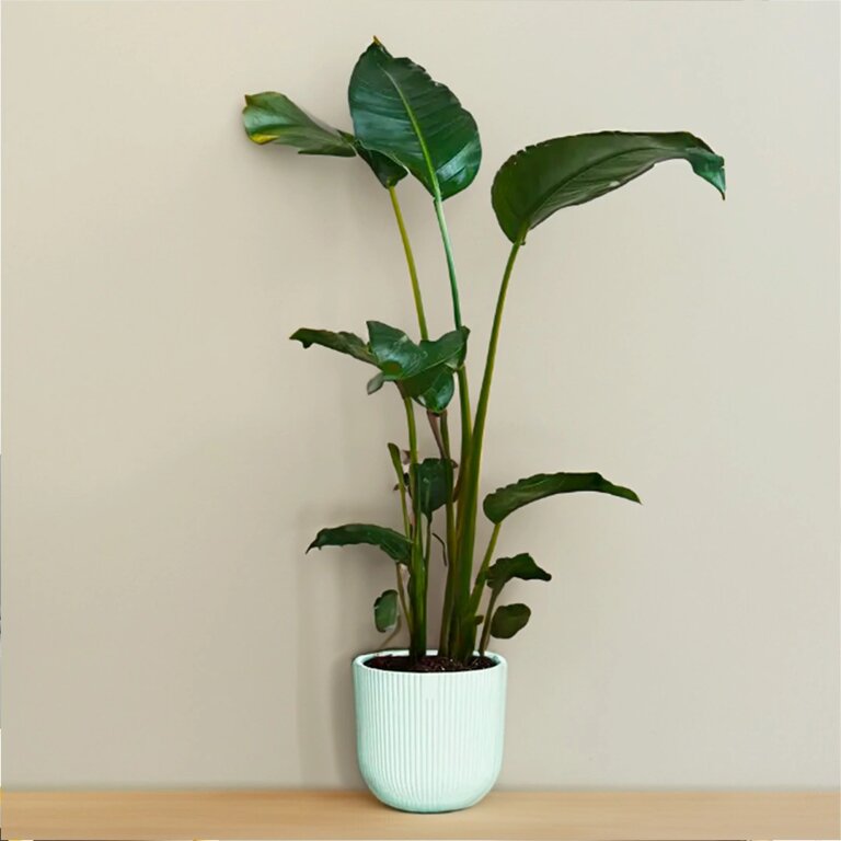 Bird of Paradise Plants | Strelitzia Statement Indoor Plant - The Boma ...
