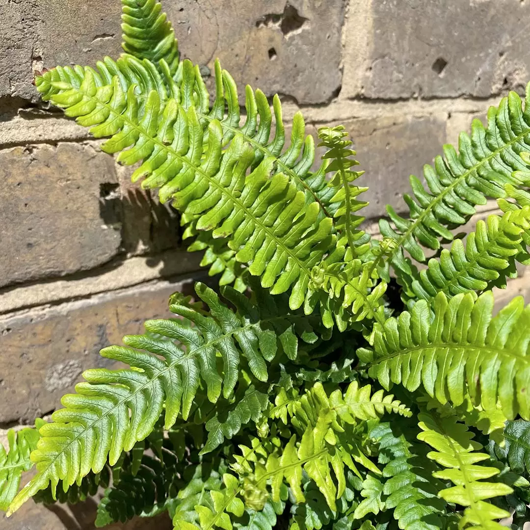 Blechnum spicant (Pot Size 3L) - Hard Fern - The Boma Garden Centre