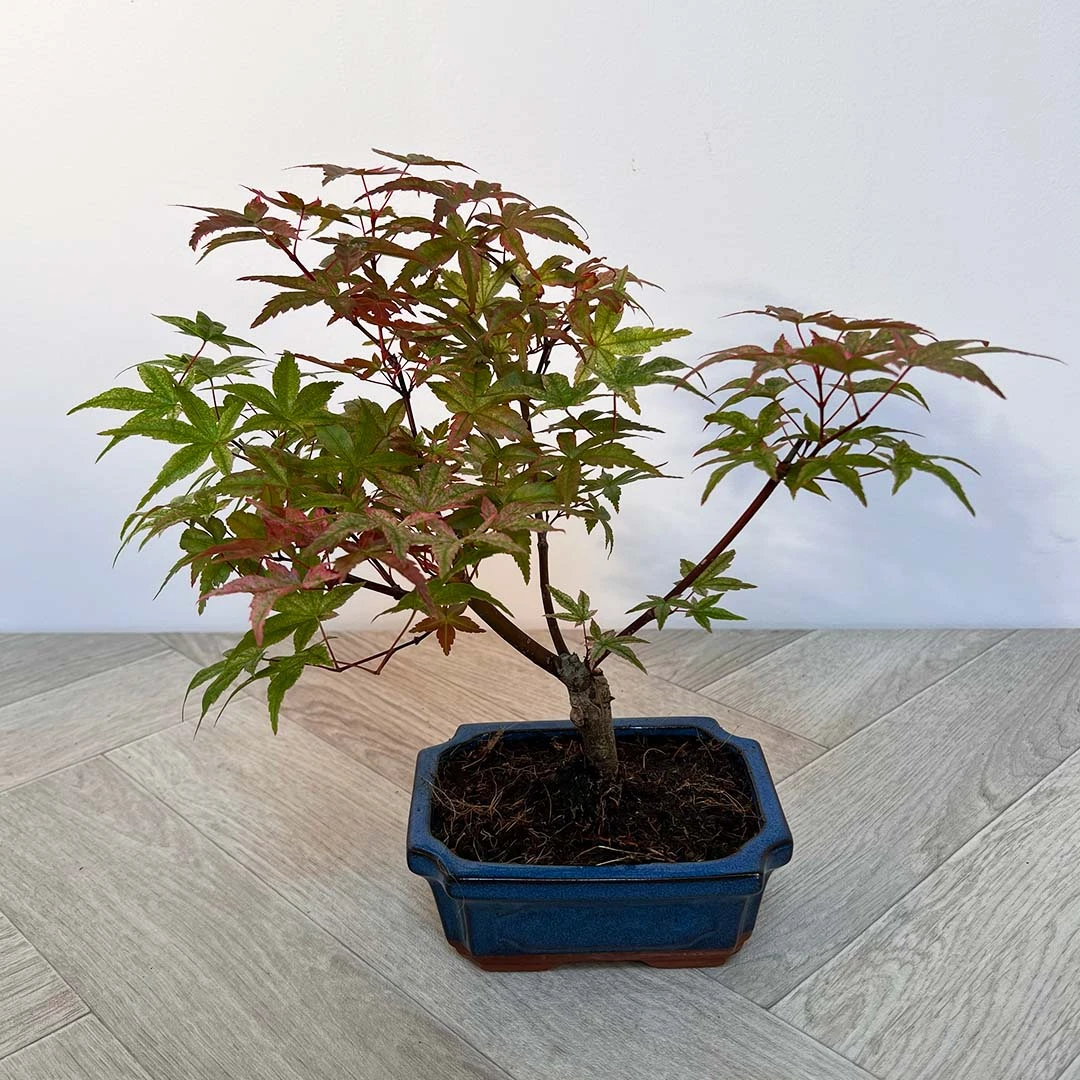 Bonsai Acer Palmatum Deshojo- Japanese Maple Bonsai (L15cm pot) - The ...