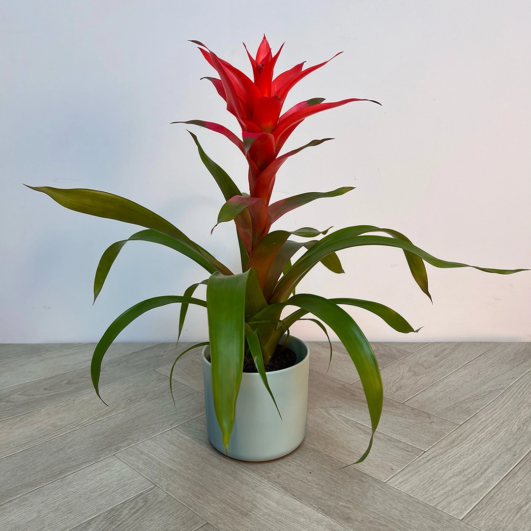 Bromeliad Cupcake (Pot Size 12cm) Cup Cake Bromeliad - The Boma Garden ...